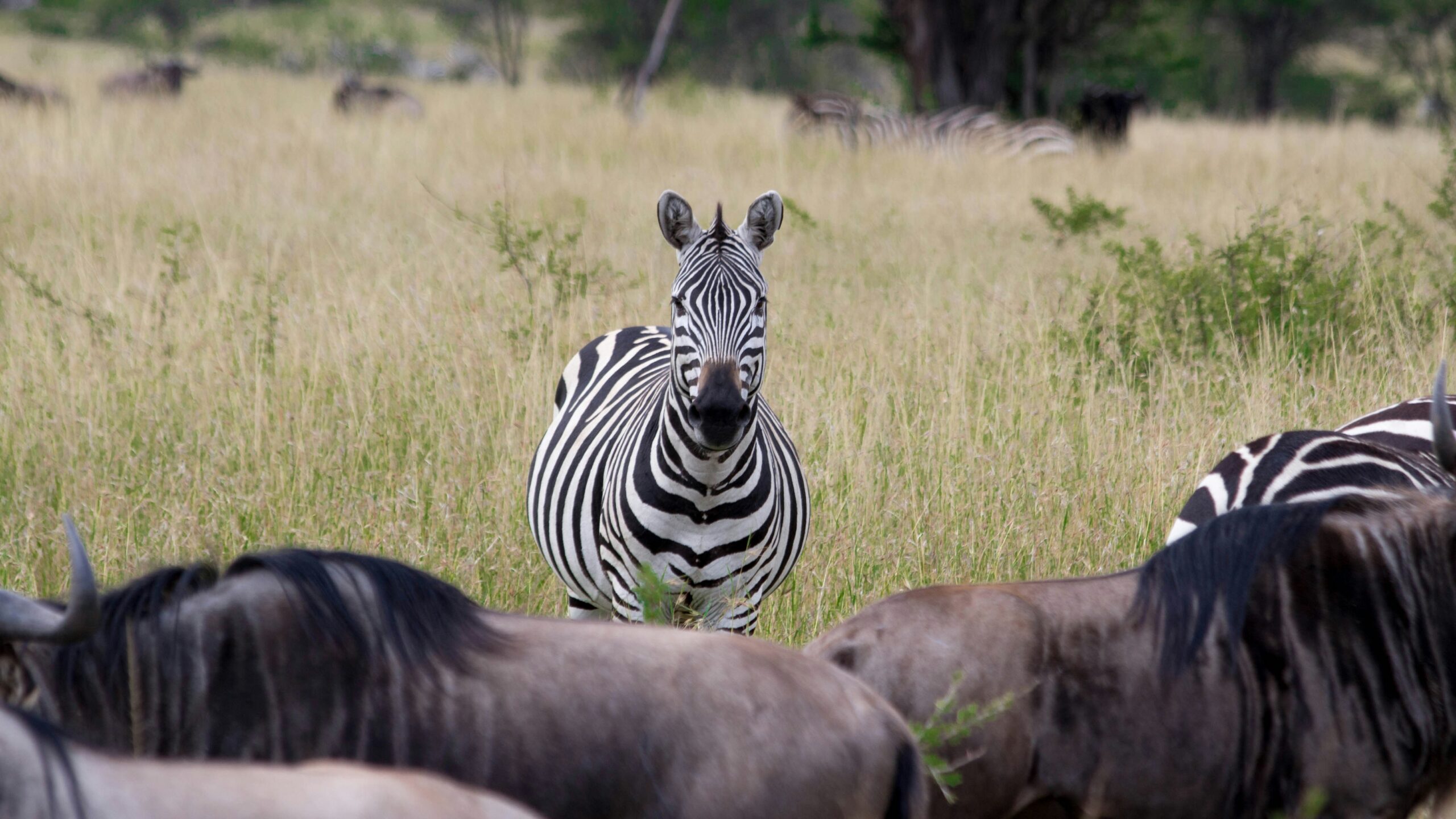 2 Day Serengeti safari from Zanzibar - Best Short Safari from